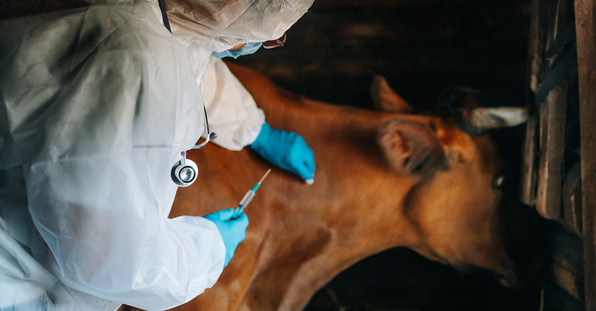 H5N1 Resources